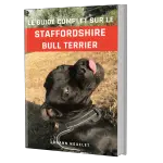 Staffie Bleu: tout ce qu’il faut savoir