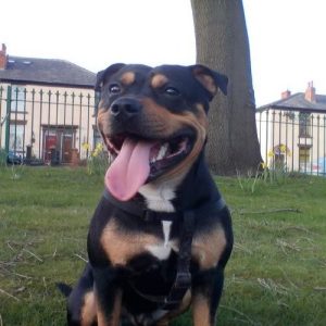 Les différentes couleurs (robes) du Staffordshire Bull Terrier