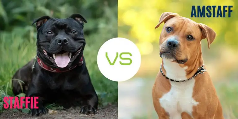 Différence entre Staffie et Amstaff