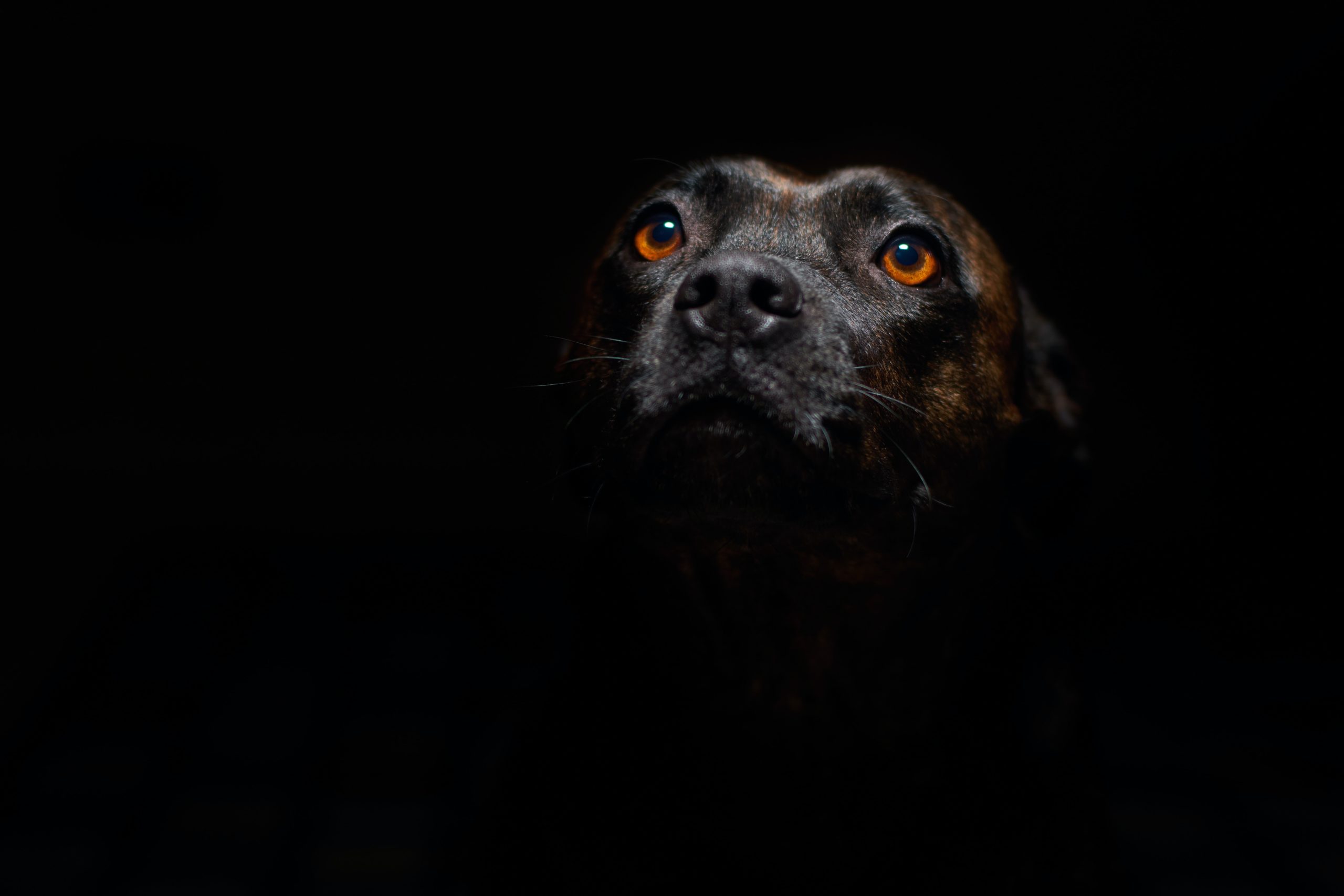 Comment détendre un Staffie stressé