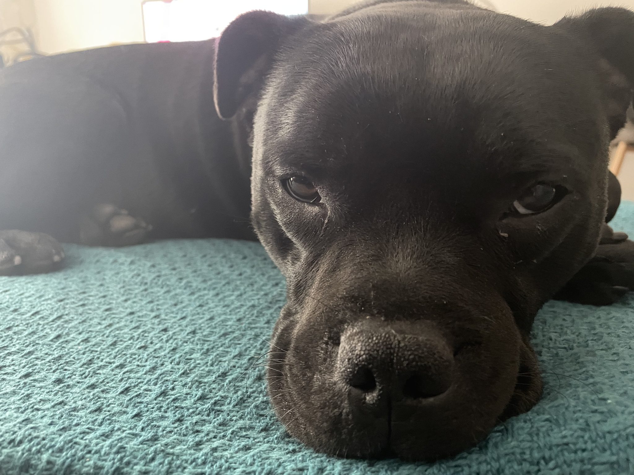 Staffie noir: tout ce qu'il faut savoir