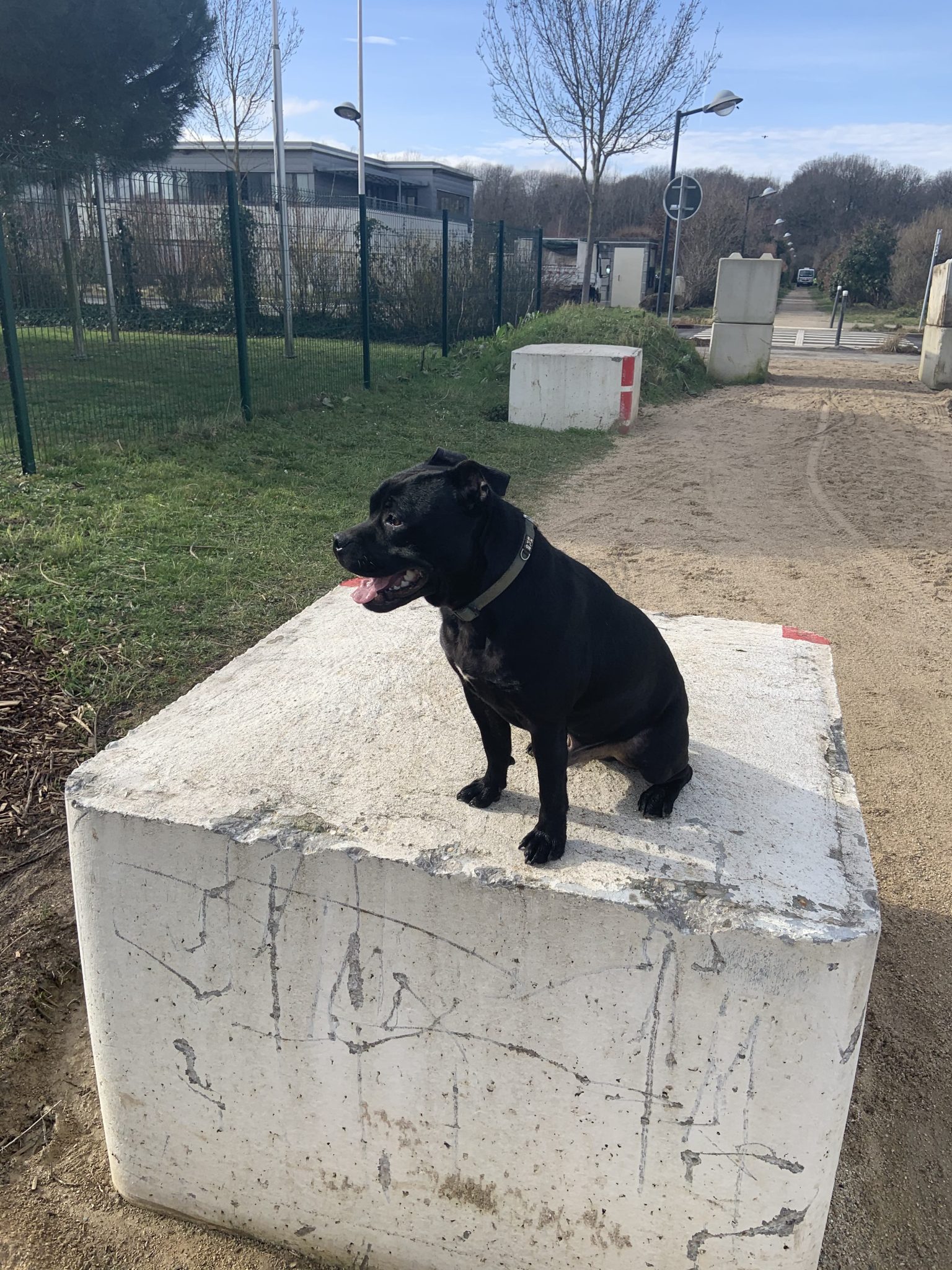 Staffie noir: tout ce qu'il faut savoir